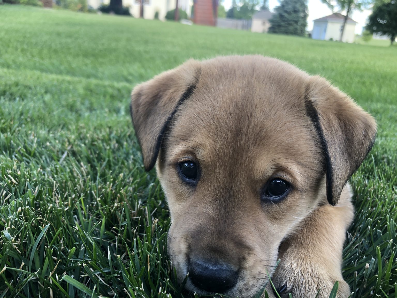 Where to Adopt a Pet in Fargo