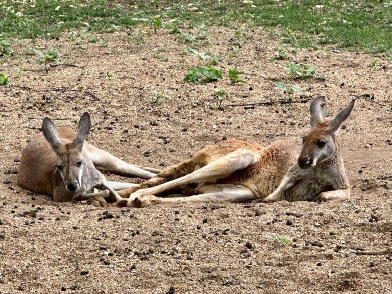 Day Trip from Fargo: Bramble Park Zoo in Watertown, SD